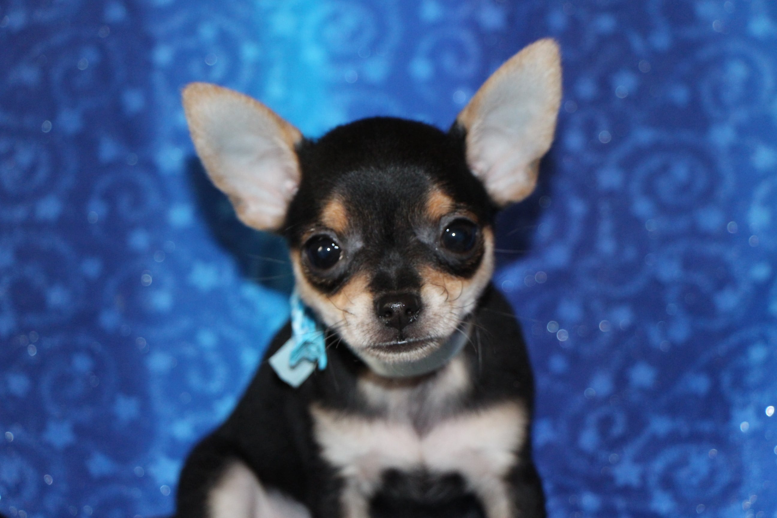 Chihuahuas- See our puppies! | Tidwell