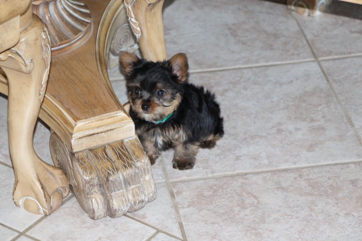 Yorkshire Terrier puppies | Tidwell