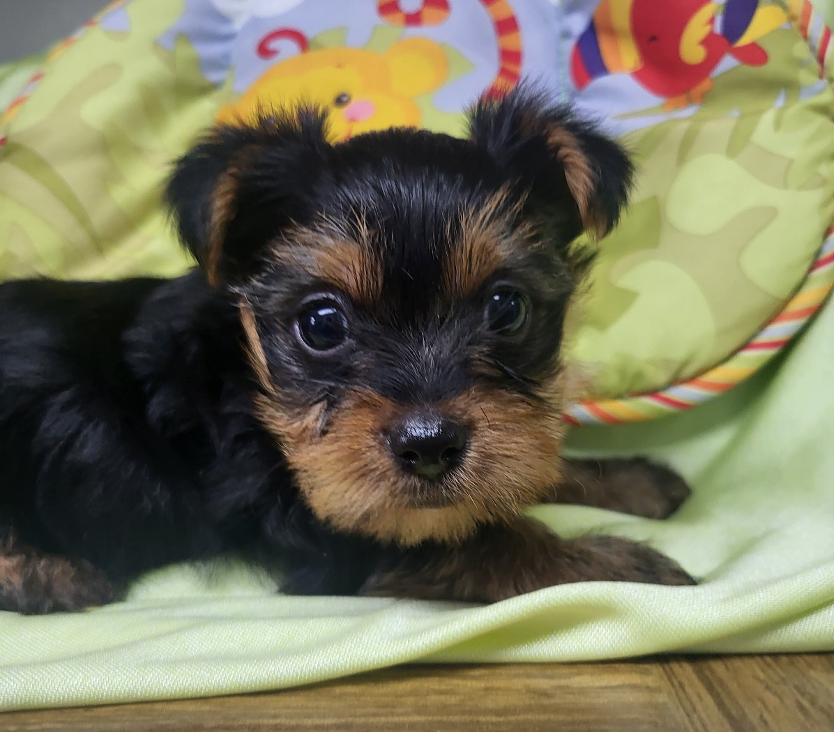 Yorkie Teacup Boy